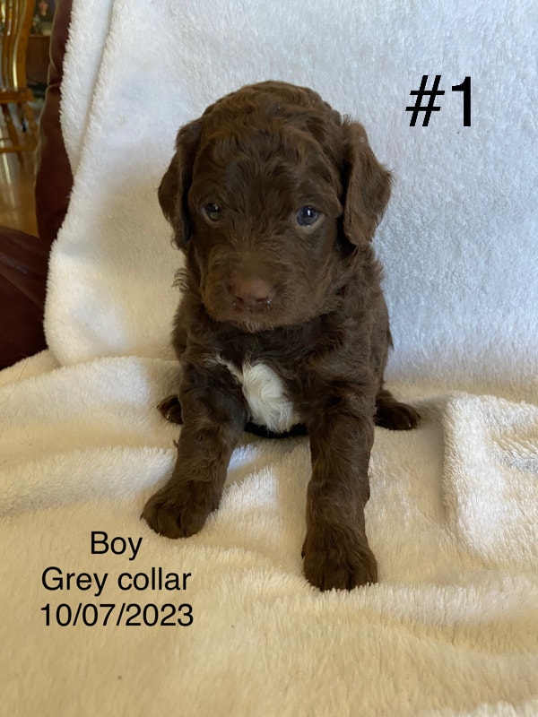 5 beautiful Miniture Labradoodles | Dogs & Puppies for Rehoming ...