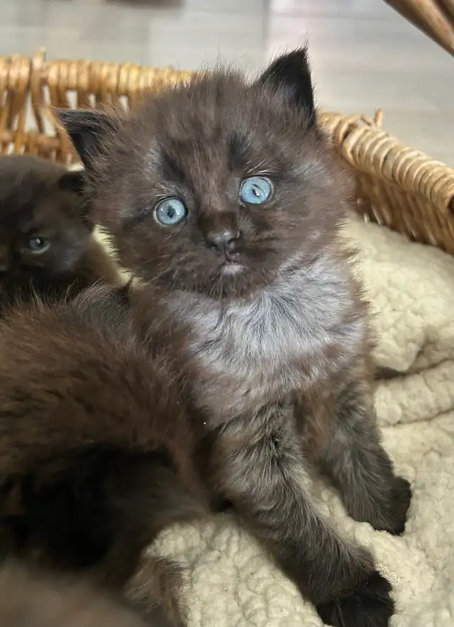 Himalayan Cross Kittens | Cats & Kittens for Rehoming | Victoria | Free ...