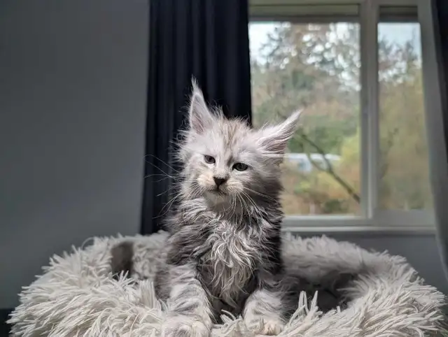 TICA Registered Maine Coon Kittens | Cats & Kittens for Rehoming ...