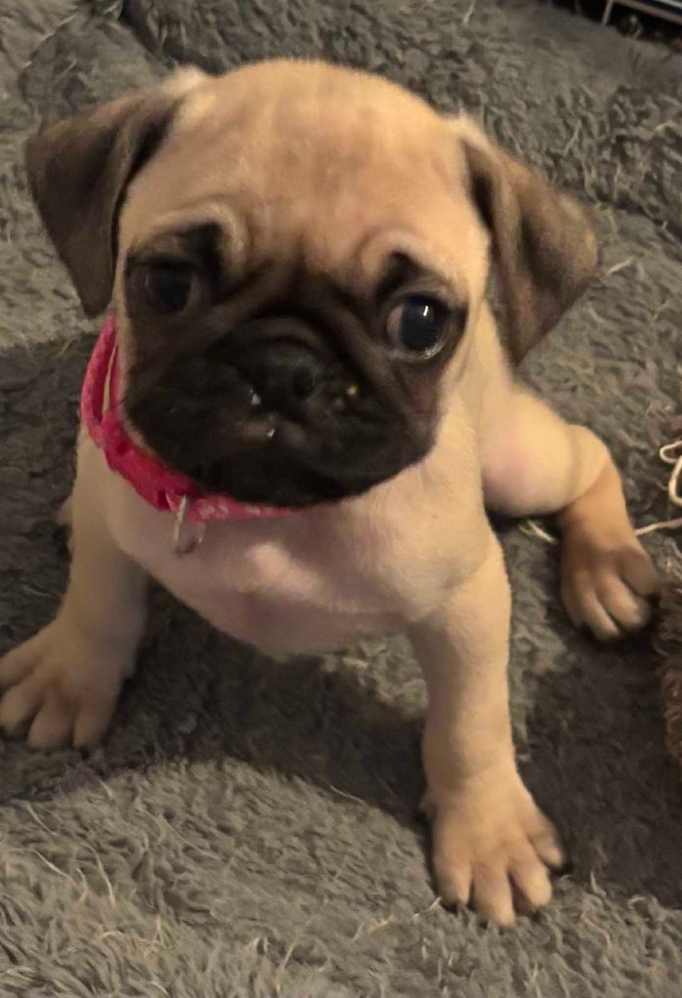pug puppies 10 weeks old | Dogs & Puppies for Rehoming | Ottawa | Free ...