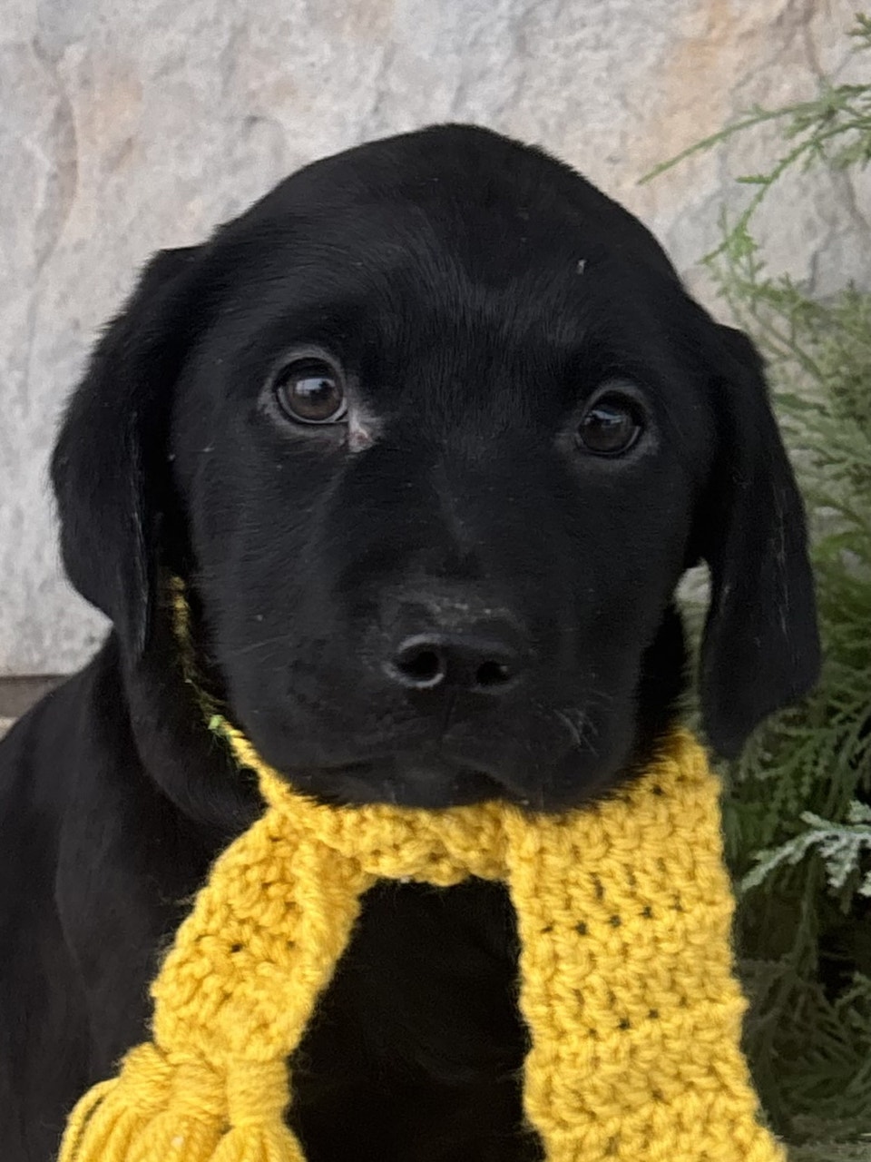 ~1 BEAUTIFUL GIRLS~Adorable English Labrador puppies | Dogs & Puppies ...