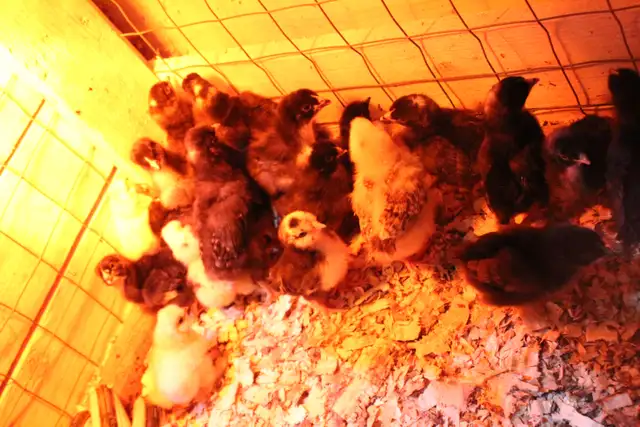 Hatching Eggs Rainbow One Dozen Chicken Barn Yard Mix (BYM) | Livestock ...
