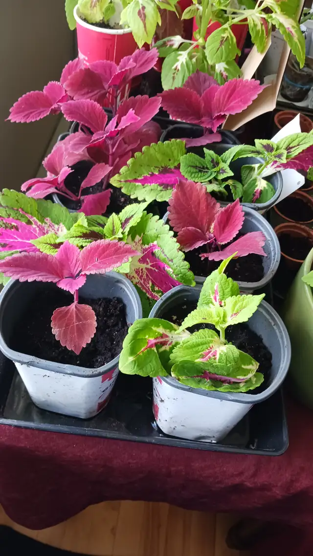 Coleus Plants | Plants, Fertilizer & Soil | Dartmouth | Free local ...