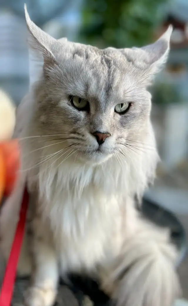 Beautiful Grey smoke Maine Coon male 3 years old for Adoption | Cats ...