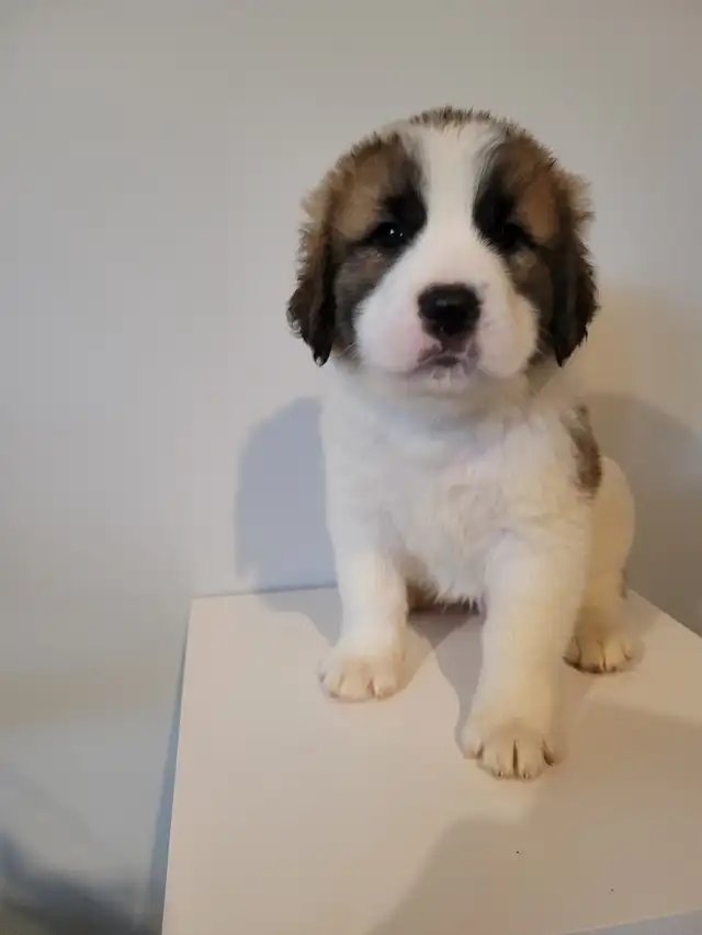 St. Bernard/Pyrenees Puppies | Dogs & Puppies for Rehoming | Gatineau ...