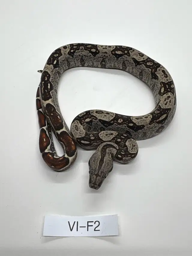 Boas and super dwarf retics | Reptiles & Amphibians for Rehoming | City ...