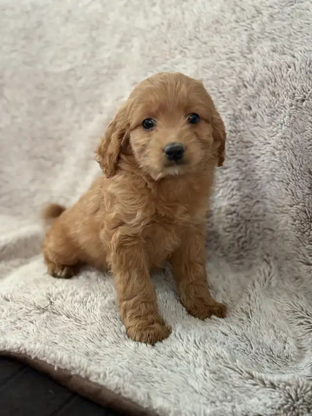 Mini Cockapoo | Dogs & Puppies for Rehoming | City of Montréal | Free ...