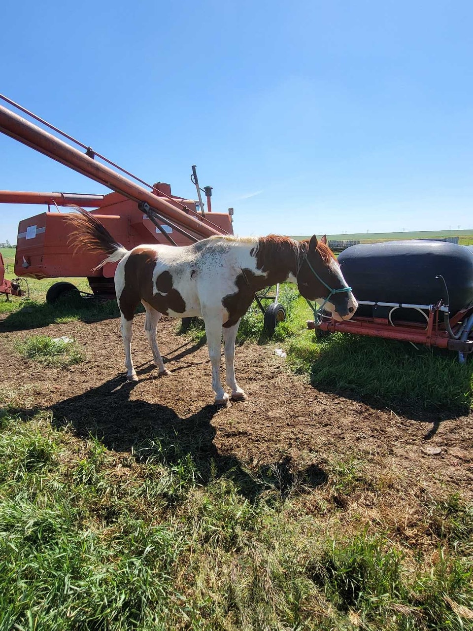 15 year old paint gelding, broke | Horses & Ponies for Rehoming ...