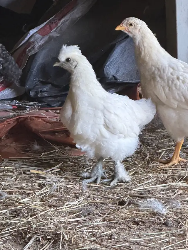 Silkie Chicken | Livestock | Oshawa / Durham Region | Free local ...