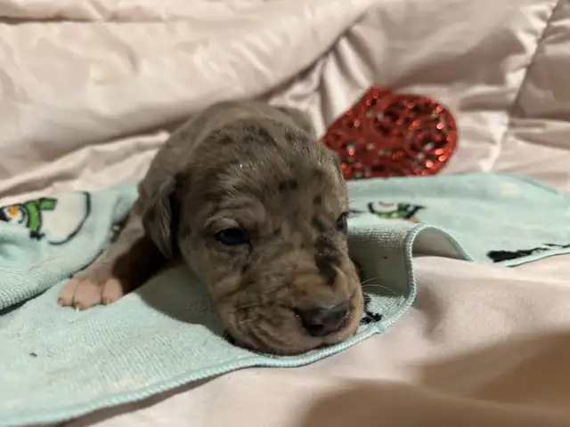 Gorgeous Litter of Great Danes! | Dogs & Puppies for Rehoming | London ...