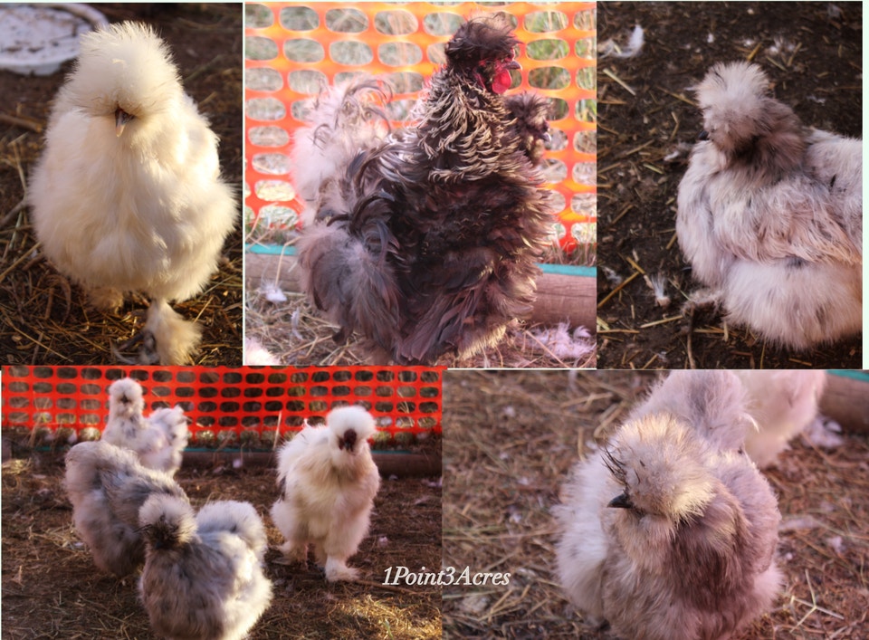 Hatching Eggs Pure Bred Bearded Silkie Frizzle Mottled | Livestock ...