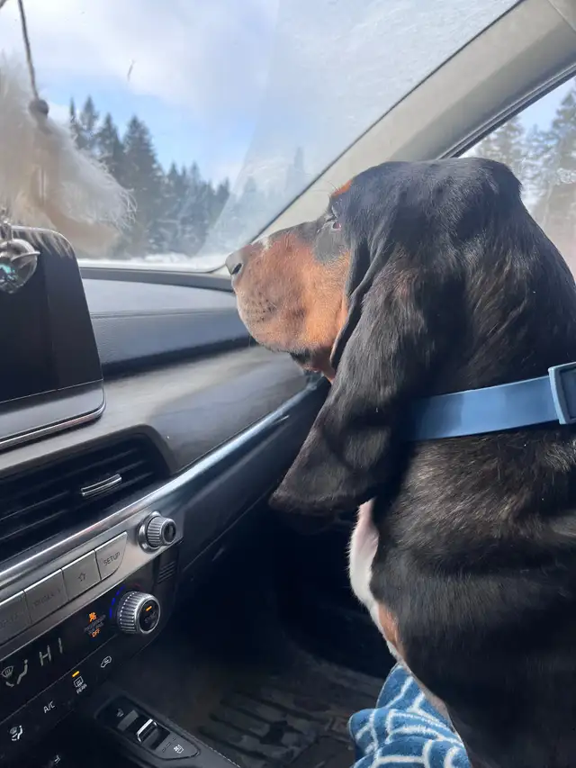 BASSET HOUND 2 ANS OPÉRER A DONNER | Dogs & Puppies for Rehoming ...