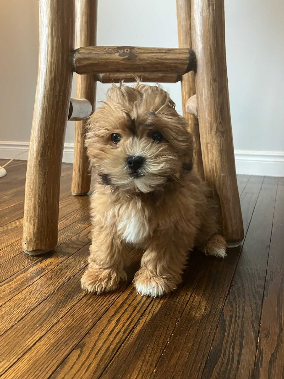 Shih Poo puppies | Dogs & Puppies for Rehoming | Sudbury | Free local ...