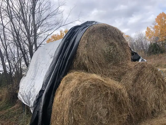 Good round bales hay for sale $30. Last yrs cut covered. | Livestock ...