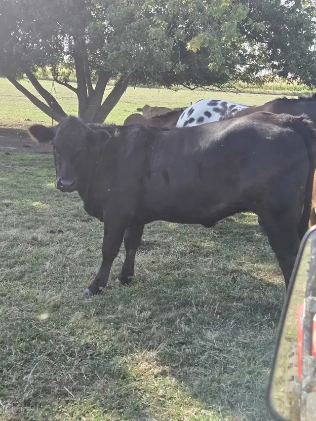 3 NICE YOUNG LIMO BLONDE CROSS COWS | Livestock | Norfolk County | Free ...