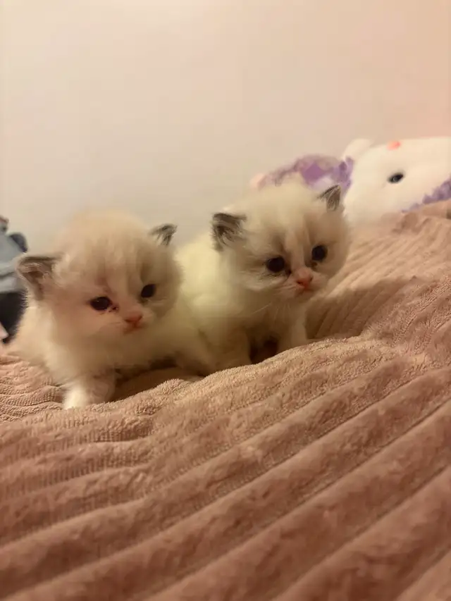 Fluffy Persian x Ragdoll Kittens | Cats & Kittens for Rehoming | Delta ...