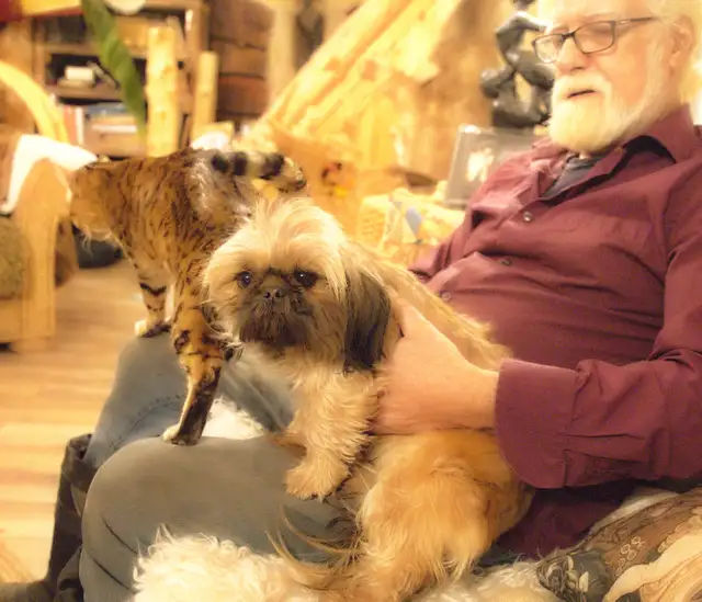 HOUSE TRAINED purebred SHIH TZU puppies Ready to Go | Dogs & Puppies ...