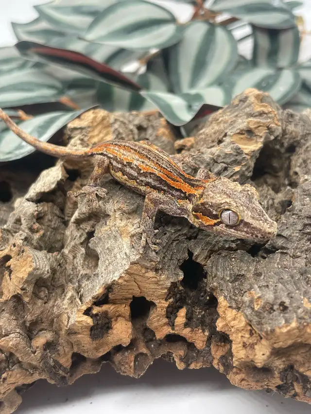 baby gargoyle gecko | Reptiles & Amphibians for Rehoming | Calgary ...