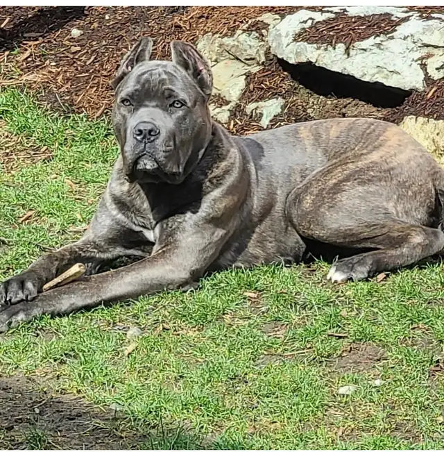 Cane Corso Puppies | Dogs & Puppies for Rehoming | Abbotsford | Free ...