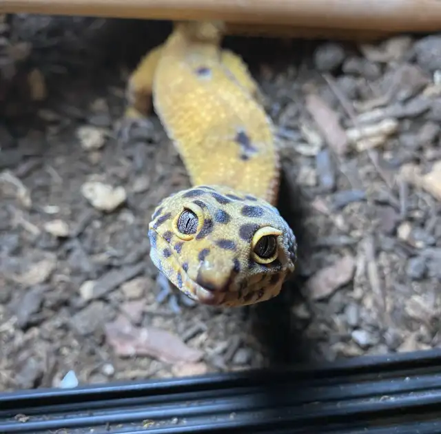 Friendly Leopard Gecko with PVC Cage | Reptiles & Amphibians for ...