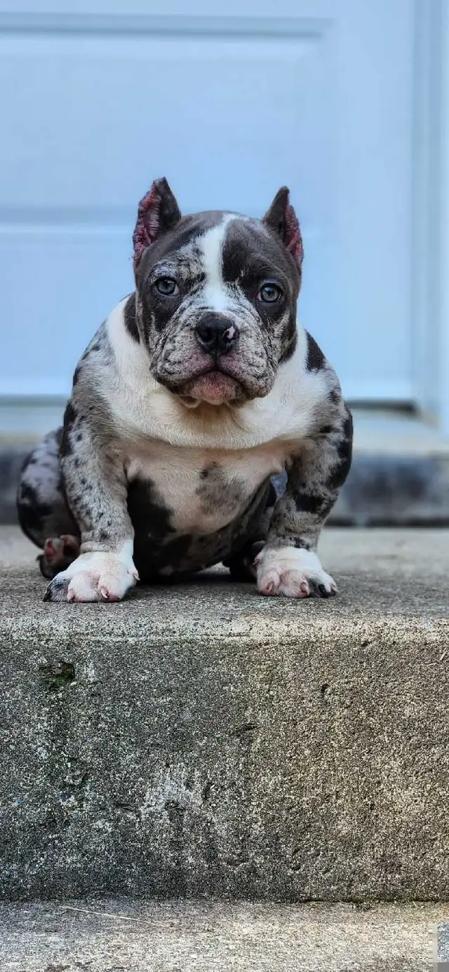 micro American bulldog puppie | Dogs & Puppies for Rehoming | Cape ...