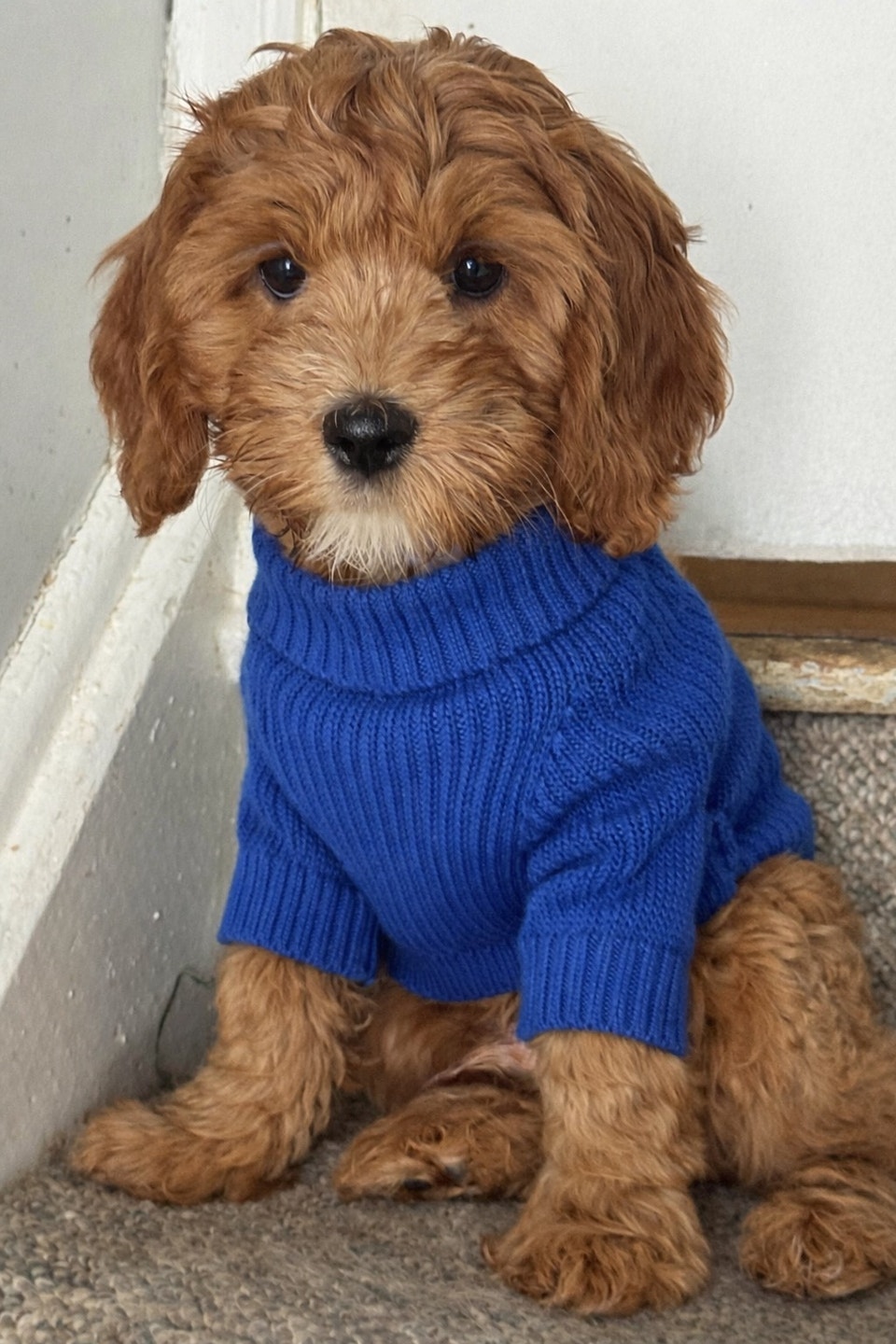 Cutest Male Cockapoo ready to go home | Dogs & Puppies for Rehoming ...