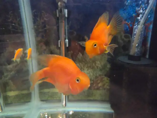 Red Parrot fish | Fish for Rehoming | Laval / North Shore | Free local ...