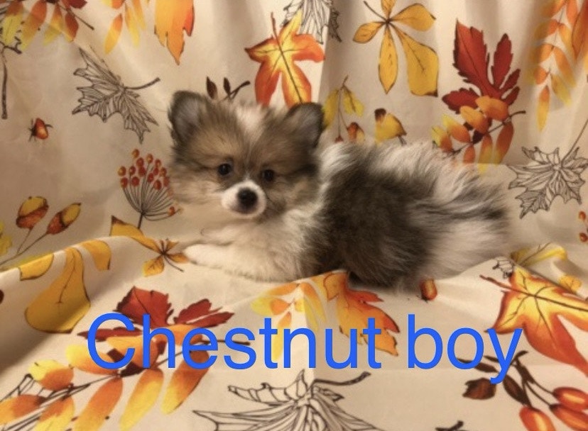Pomchi puppy Male or Female | Dogs & Puppies for Rehoming | Calgary ...