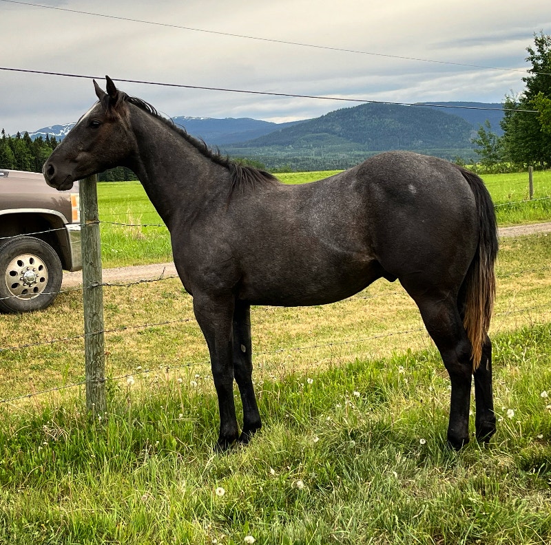 2 year old AQHA gelding for sale | Horses & Ponies for Rehoming ...