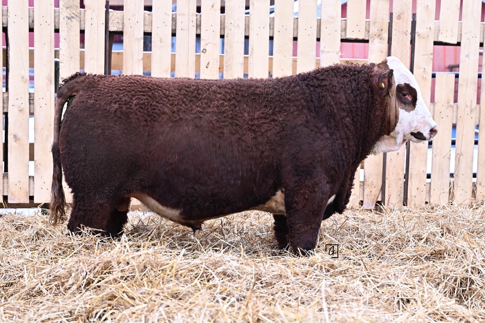 Fullblood Simmental bull | Livestock | Edmonton | Free local ...