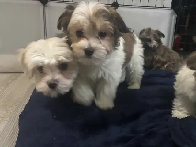 Adorable Havanese Puppies with first shots | Dogs & Puppies for ...