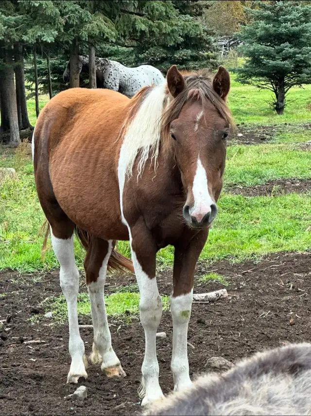 3 year old draft cross | Horses & Ponies for Rehoming | Edmonton | Free ...