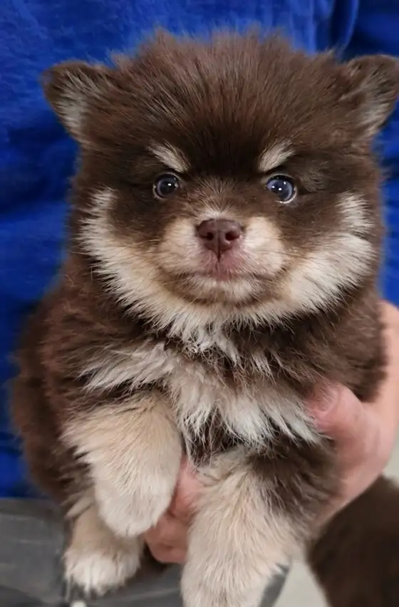 Pomsky puppies | Dogs & Puppies for Rehoming | Calgary | Free local ...