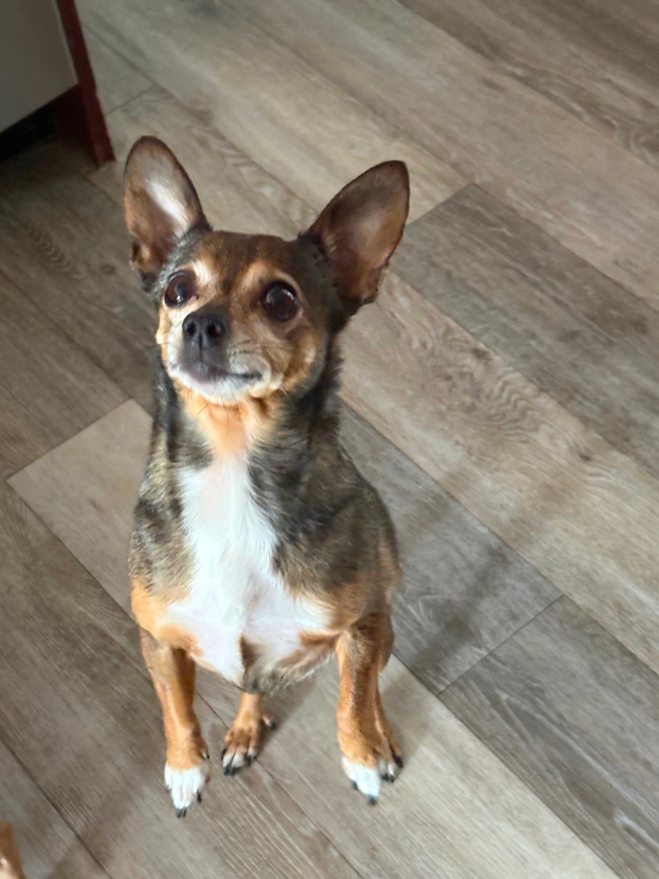 Female Chihuahuas | Dogs & Puppies for Rehoming | Portage la Prairie ...
