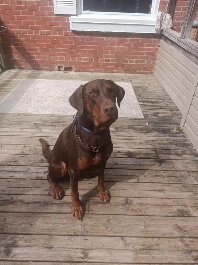 4 Years old Male Doberman (Europe) with small GSD | Dogs & Puppies for ...