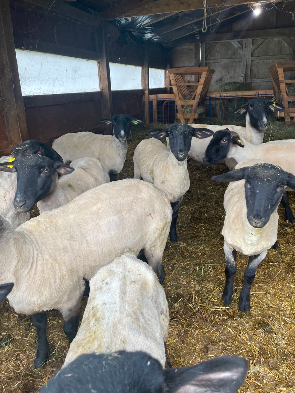 Purebred Suffolk sheep | Livestock | Annapolis Valley | Free local ...