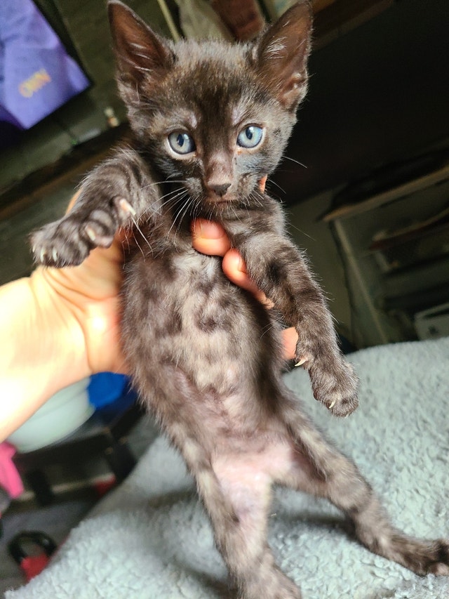 Bengal with Rare Colour Melanistic Female with Rosettes | Cats ...