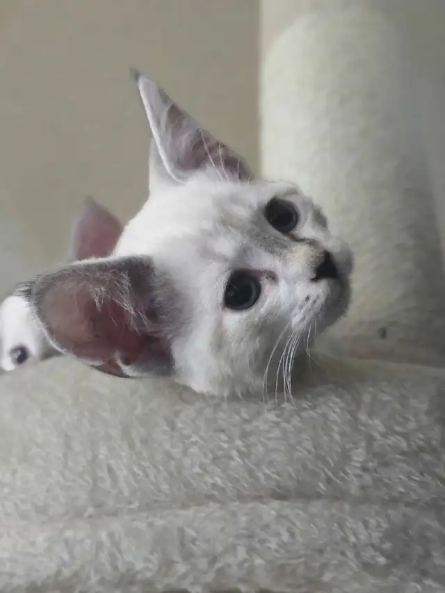 Highland Lynx femelle 1 gènes 514-501-9810 | Cats & Kittens for ...