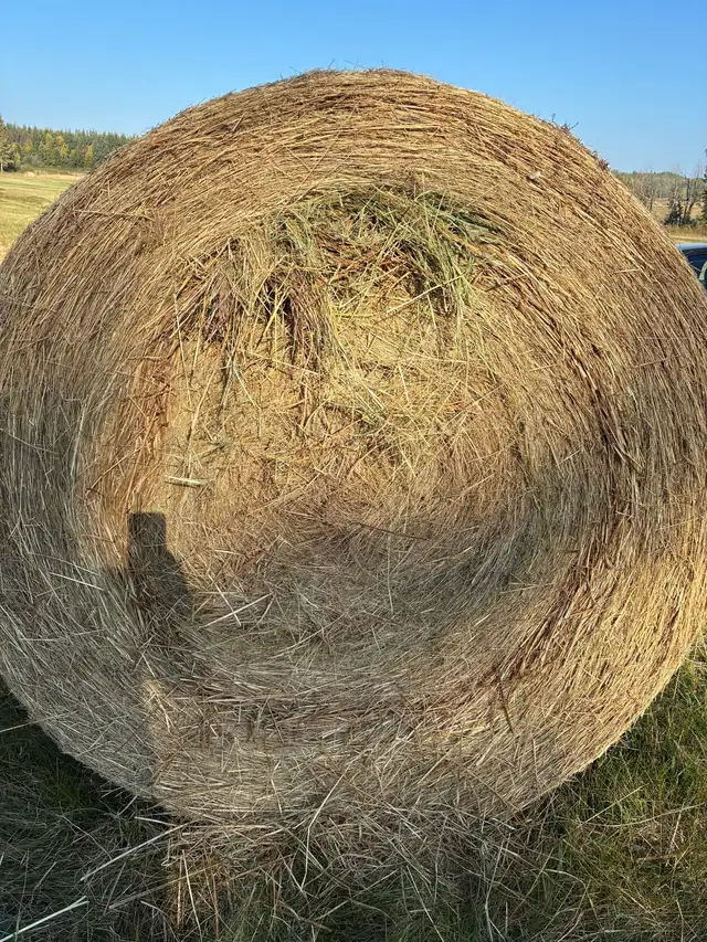 hay and straw | Livestock | St. Albert | Free local classifieds - Kijiji