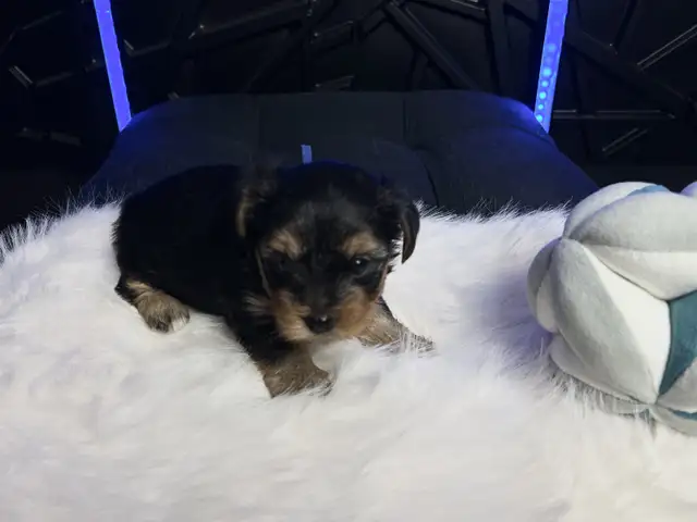 Magnifiques chiots Morkies – Maltais x Yorkshire | Dogs & Puppies for ...