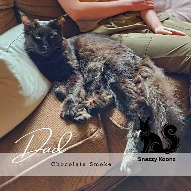 All Adopted-Maine Coon Kittens, Born Different. Built Legendary. | Cats ...