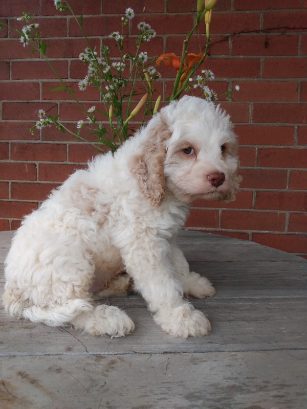 Cockapoo male, three months, white with peach coloured spots | Dogs ...