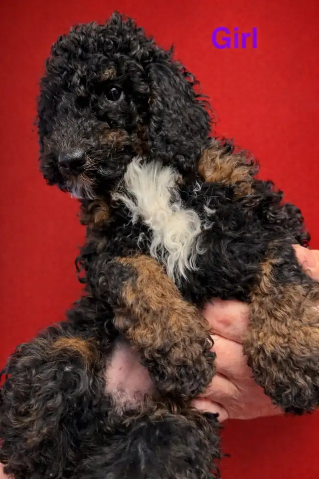 Small mini bernedoodles available now! | Dogs & Puppies for Rehoming ...