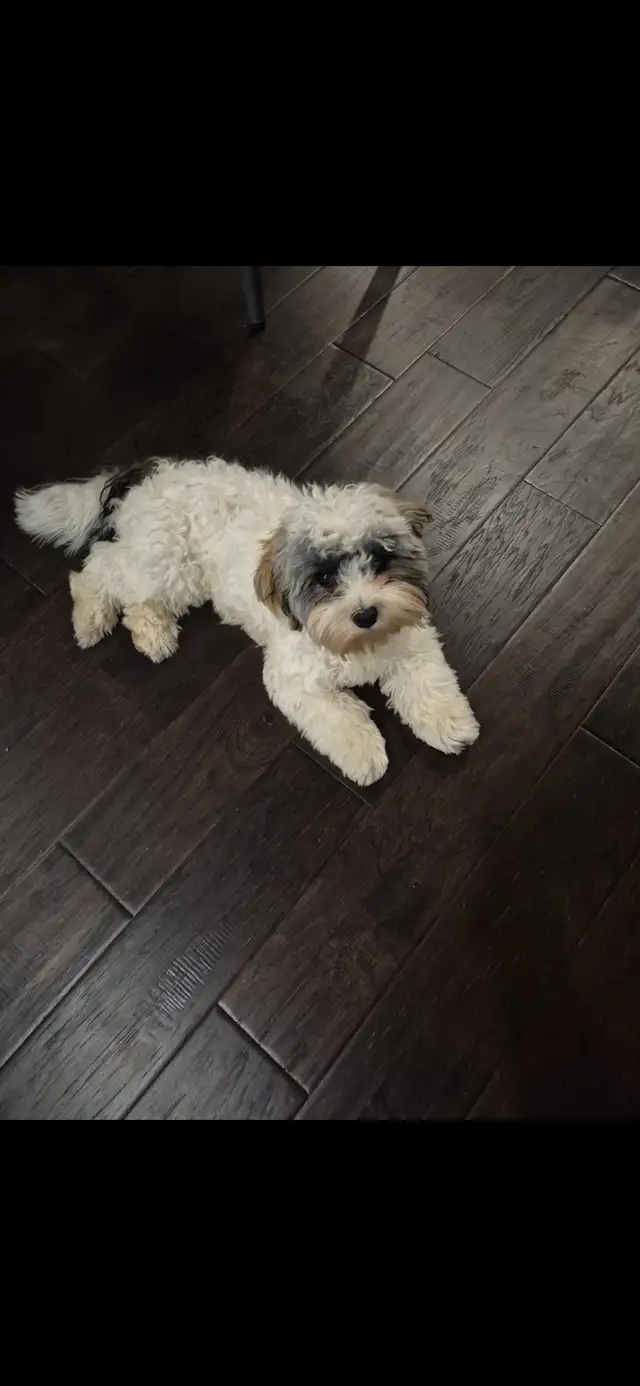 female havanese puppy for sale cheap | Dogs & Puppies for Rehoming ...