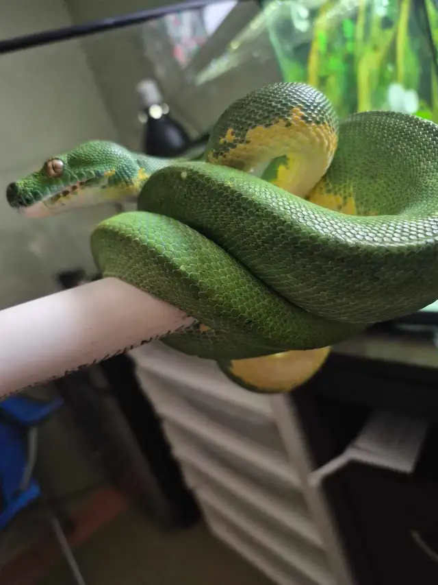 Green Tree Python | Reptiles & Amphibians for Rehoming | Sault Ste. Marie | Free local ...
