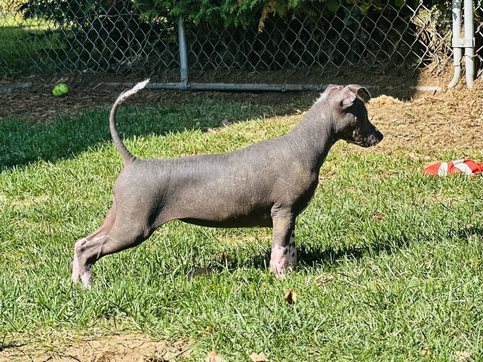 Superbe xolo miniature ( nu ,hairless) | Dogs & Puppies for Rehoming ...