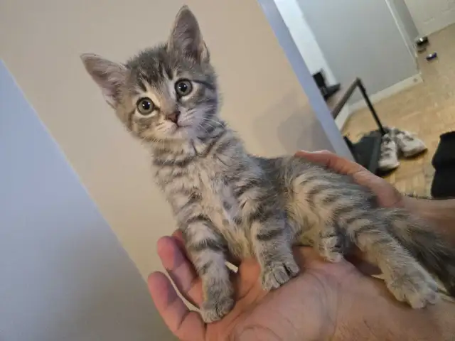 Adorable Kittens For Adoption | Cats & Kittens for Rehoming | Ottawa ...