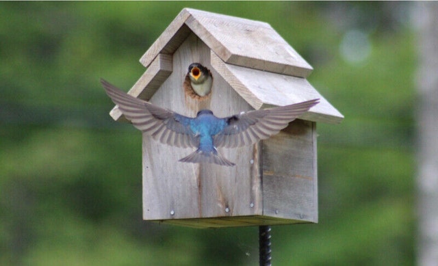 CEDAR TREE SWALLOW NESTING BOX/BIRD HOUSE | Outdoor Décor | Annapolis ...
