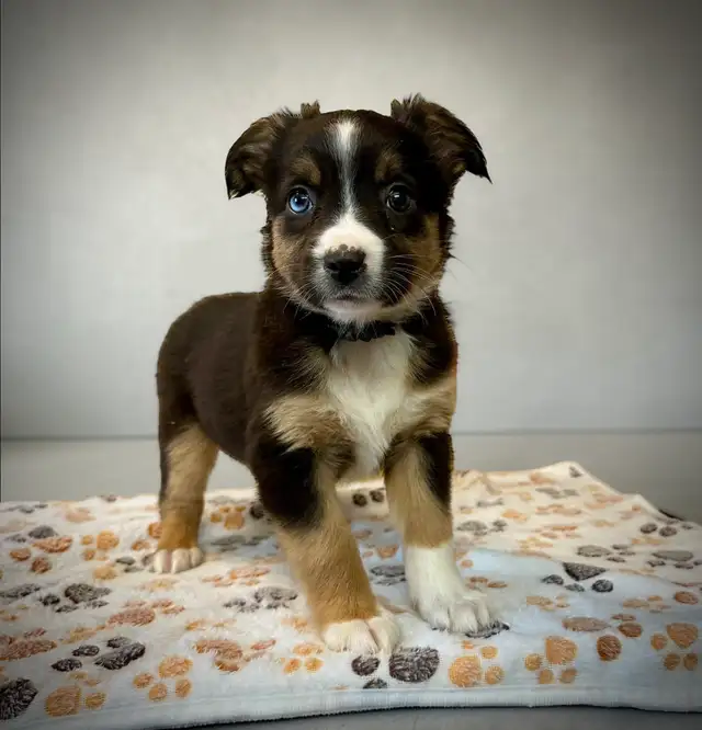 Mini Australian Shepherd Puppies – Home Raised | Dogs & Puppies for ...