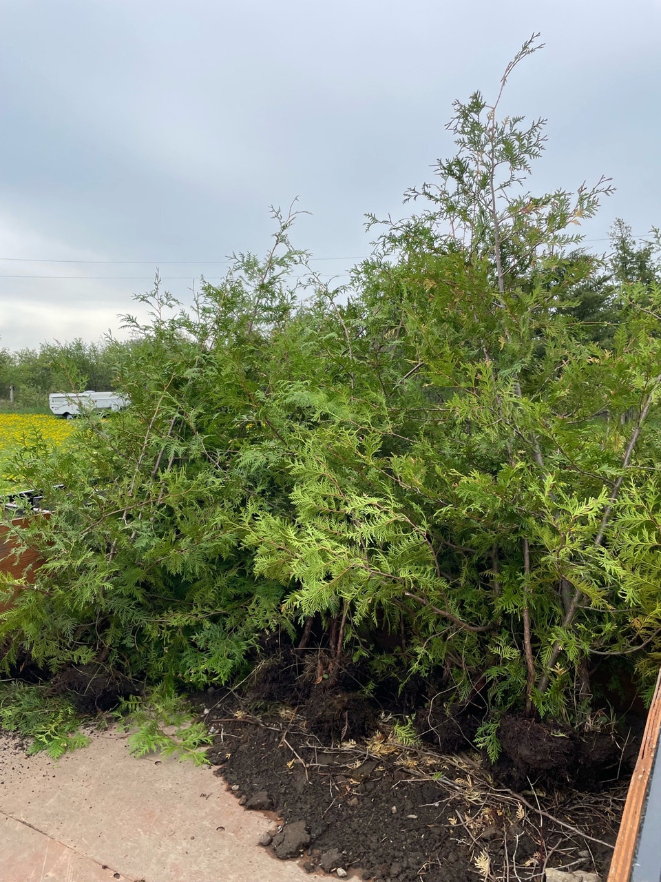 Cedar Trees | Plants, Fertilizer & Soil | Kawartha Lakes | Free local ...